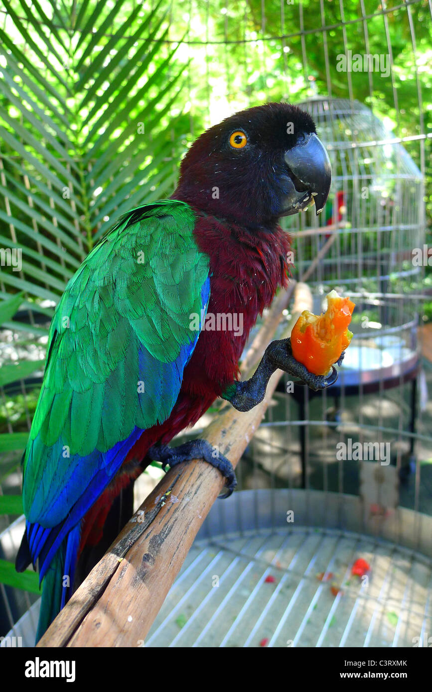 Red-Breasted Musk Parrot, Prosopeia tabuensis taviunesis, Kaka, Kula ...