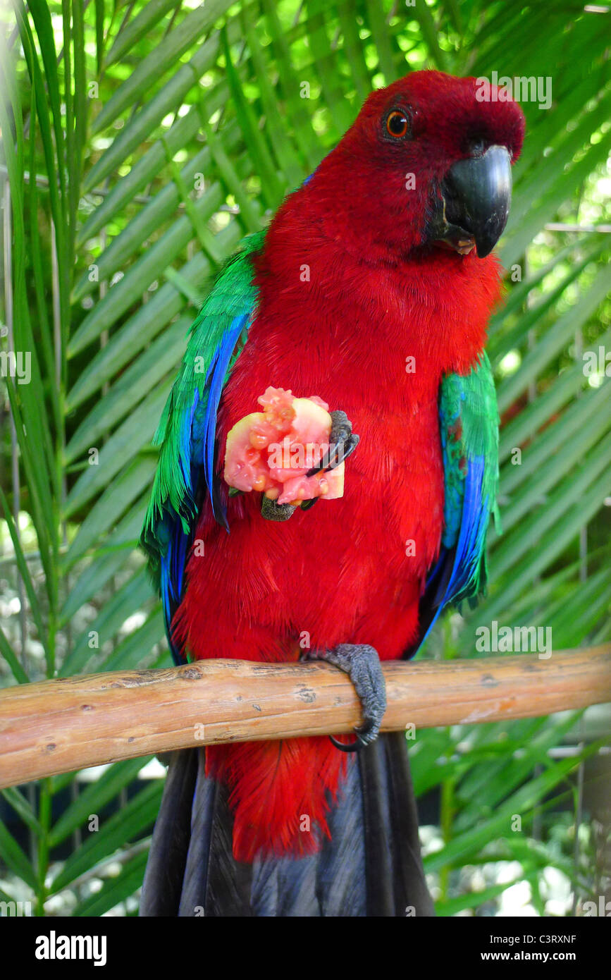 Red-Breasted Musk Parrot, Prosopeia tabuensis taviunesis, Kaka, Kula ...