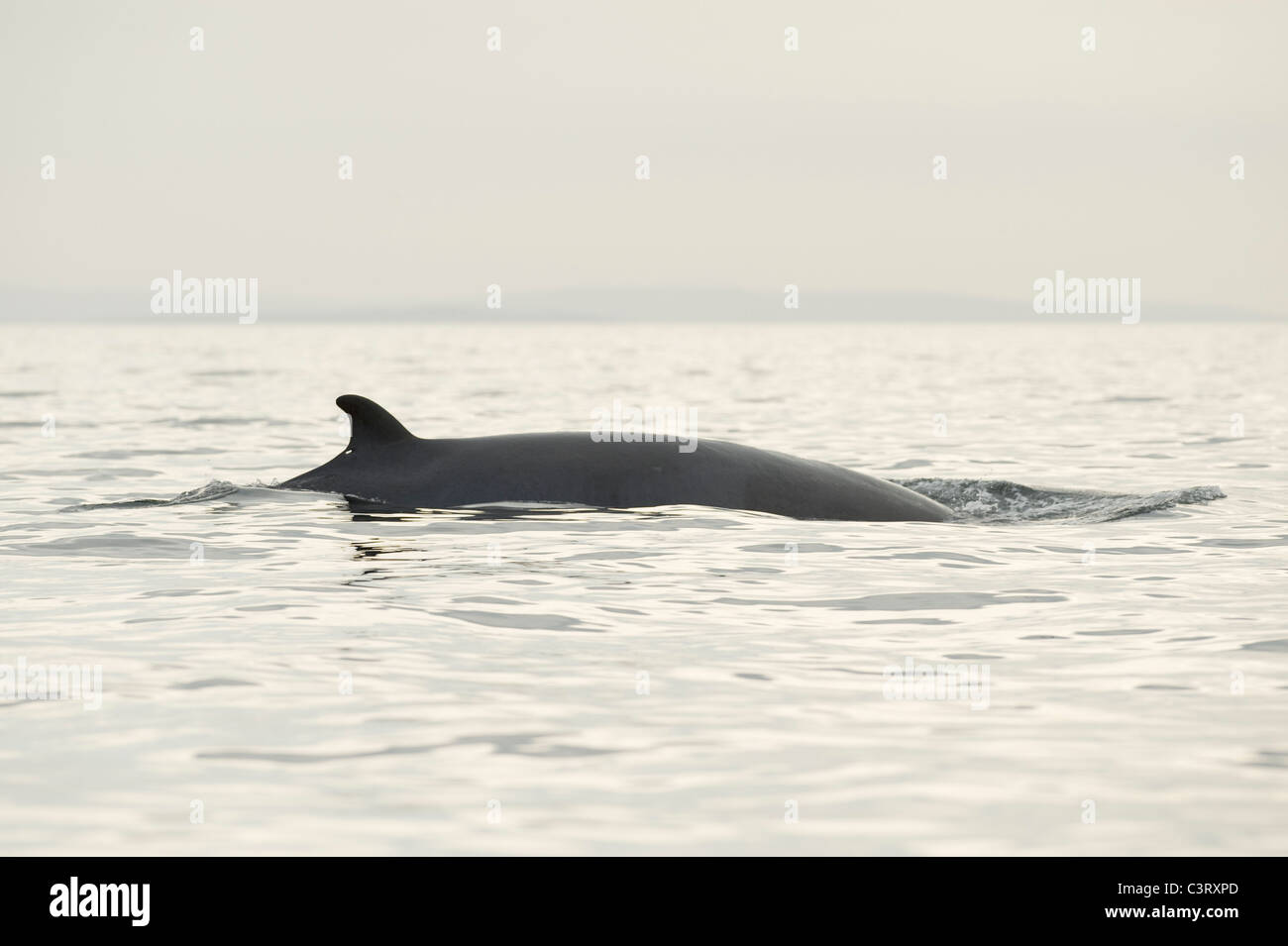 Minke whale scotland hi-res stock photography and images - Alamy