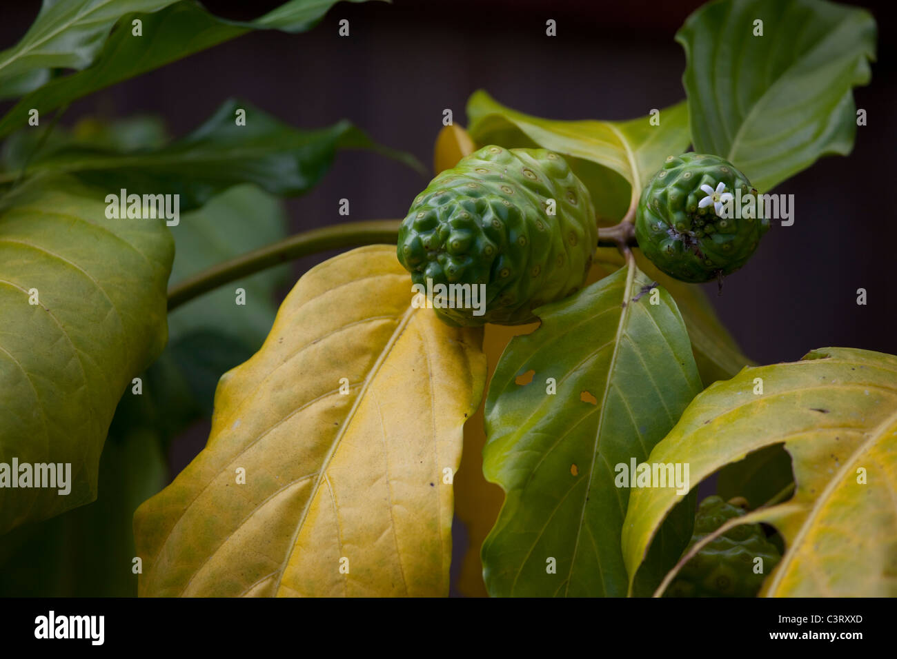 Noni plant.,Lawai Pottery Village tour, Sigatoka, Coaral Coast, Fiji ...