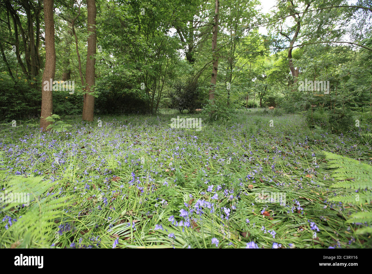 Bluebells in Spring at the Isabella Plantation in London's Richmond ...