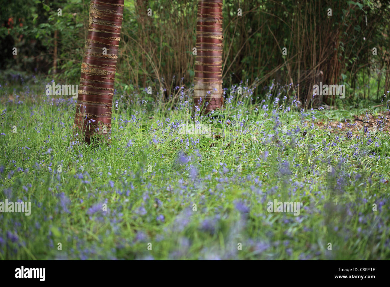 Bluebells in Spring at the Isabella Plantation in London's Richmond ...