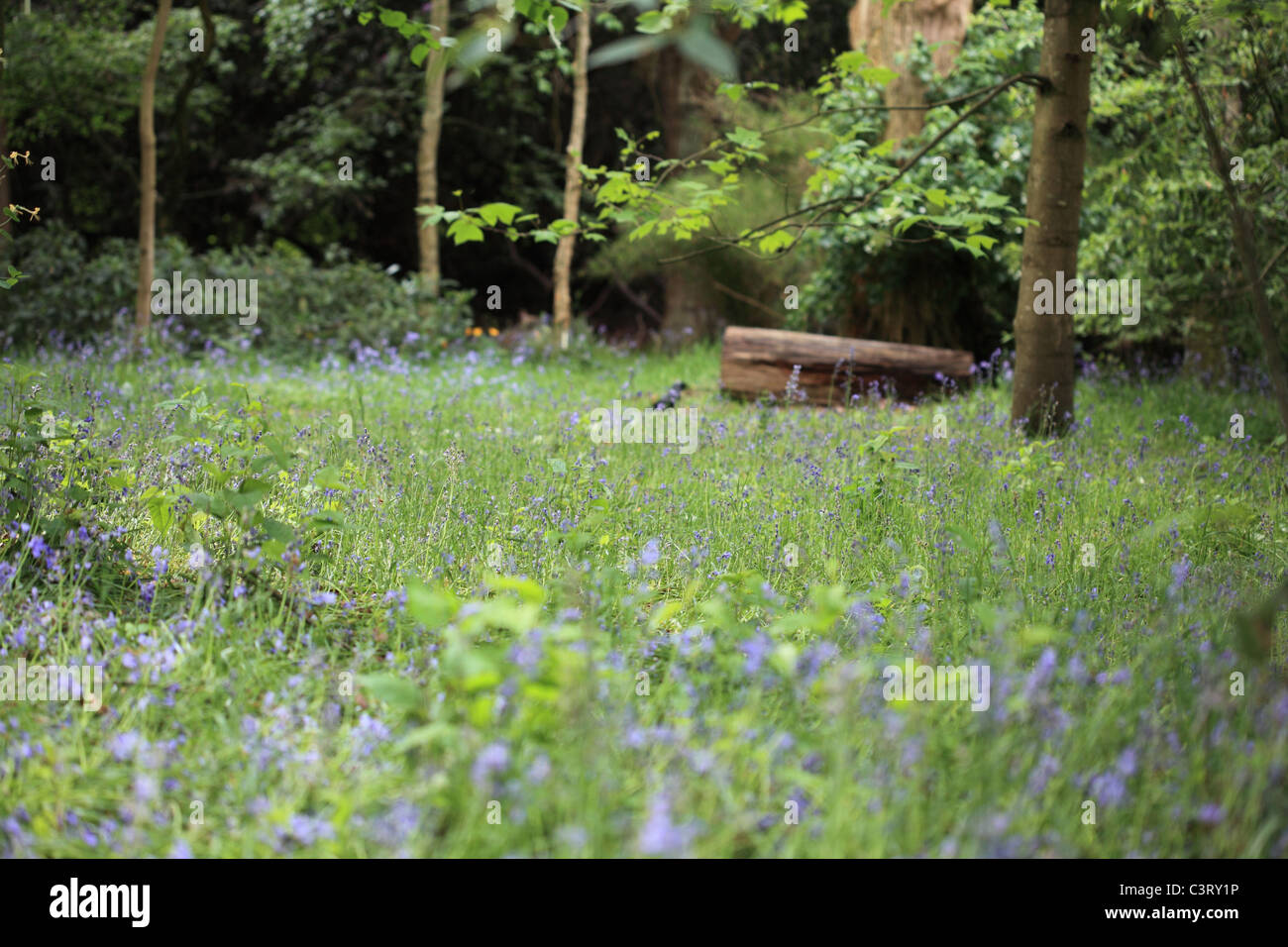 Bluebells in Spring at the Isabella Plantation in London's Richmond ...