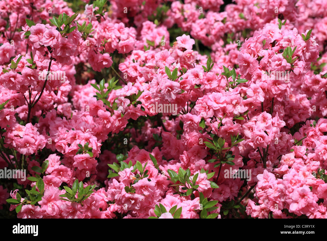 Spring at the Isabella Plantation in London's Richmond Park Stock Photo ...