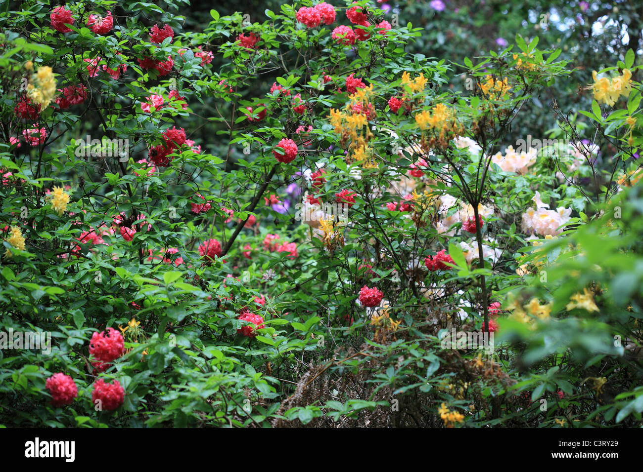 Spring at the Isabella Plantation in London's Richmond Park Stock Photo ...