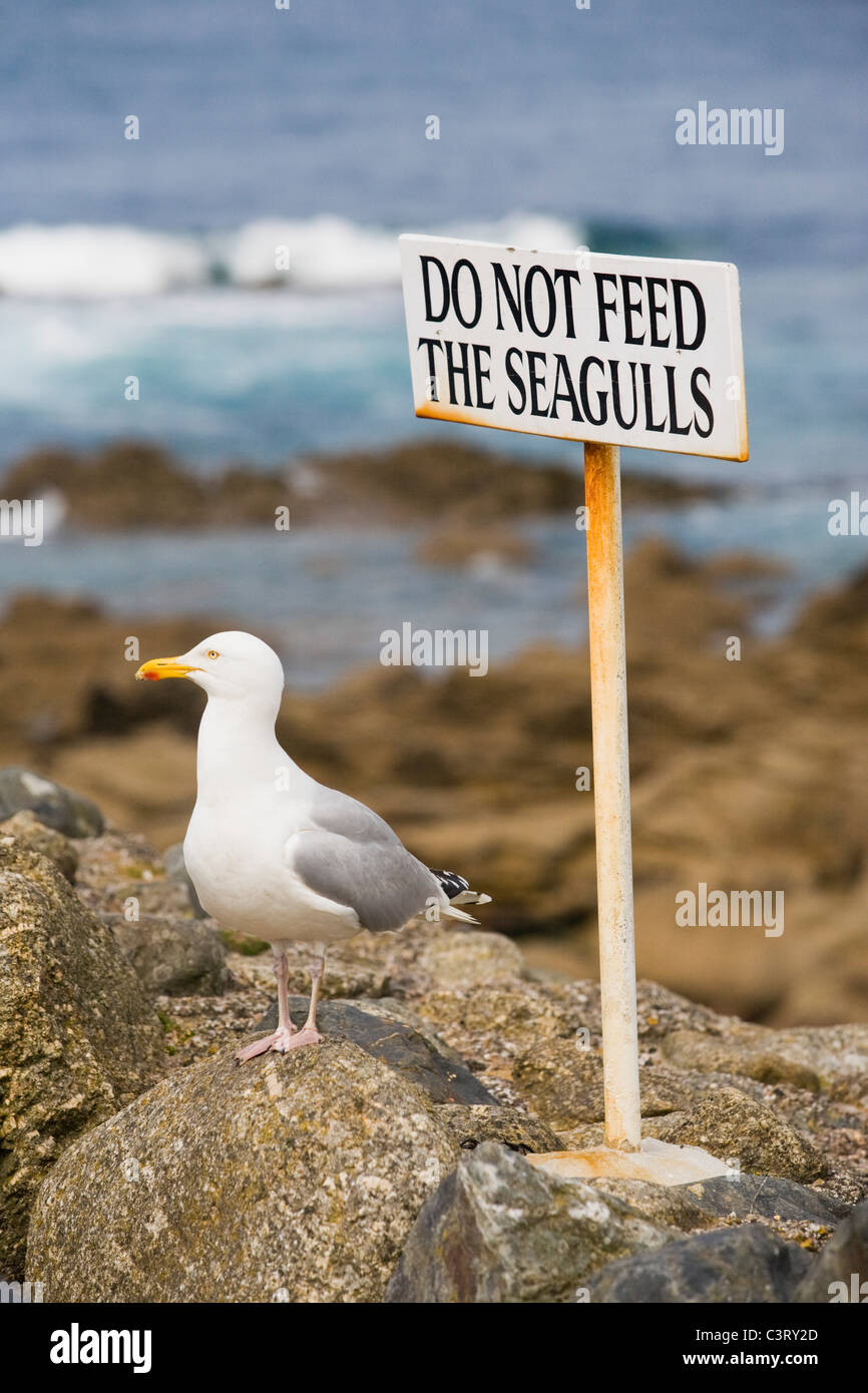 Do Not Feed the Seagulls sign & Seagull, Sennen Cove, Cornwall, UK ...