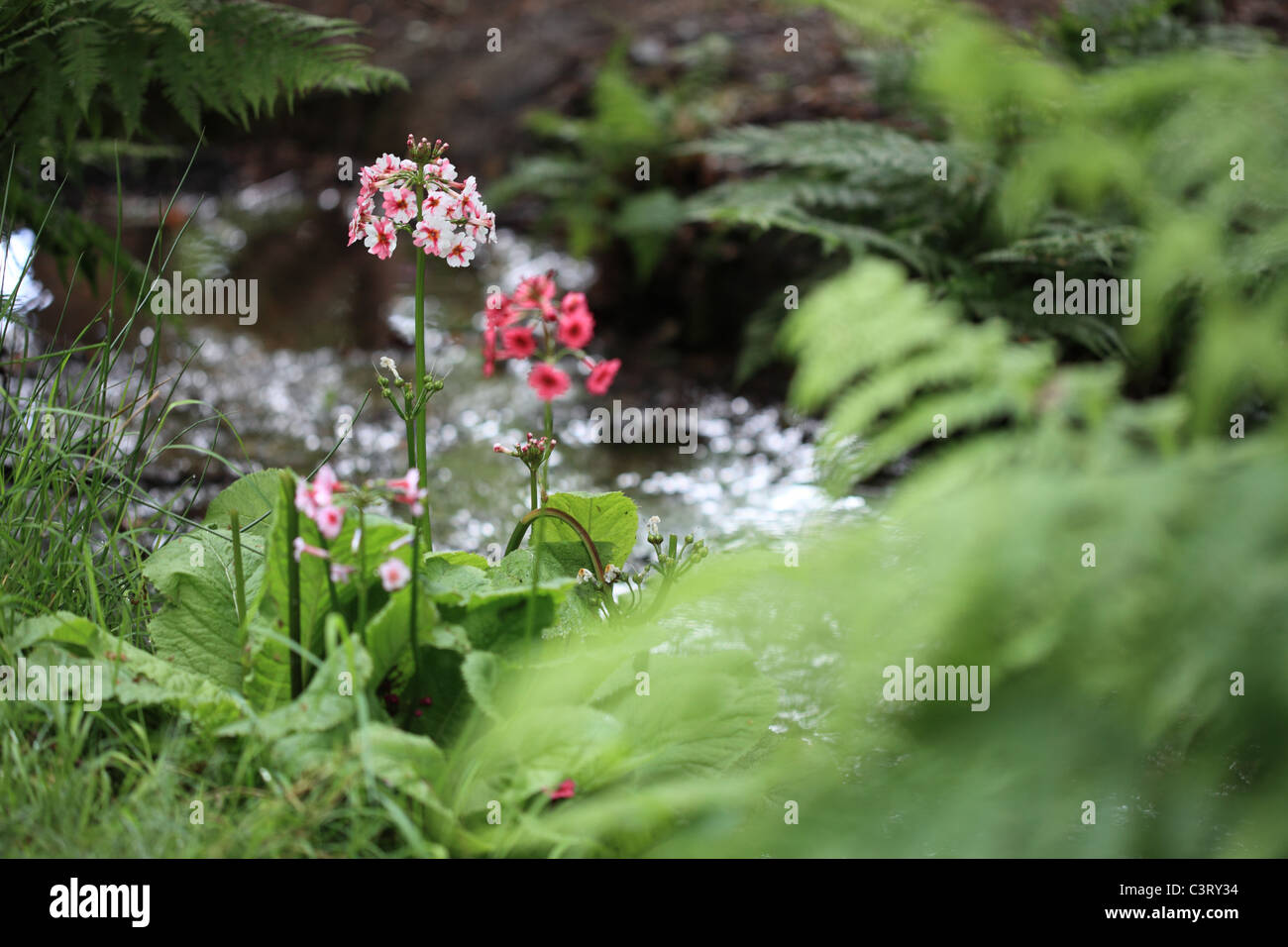 Spring at the Isabella Plantation in London's Richmond Park Stock Photo ...