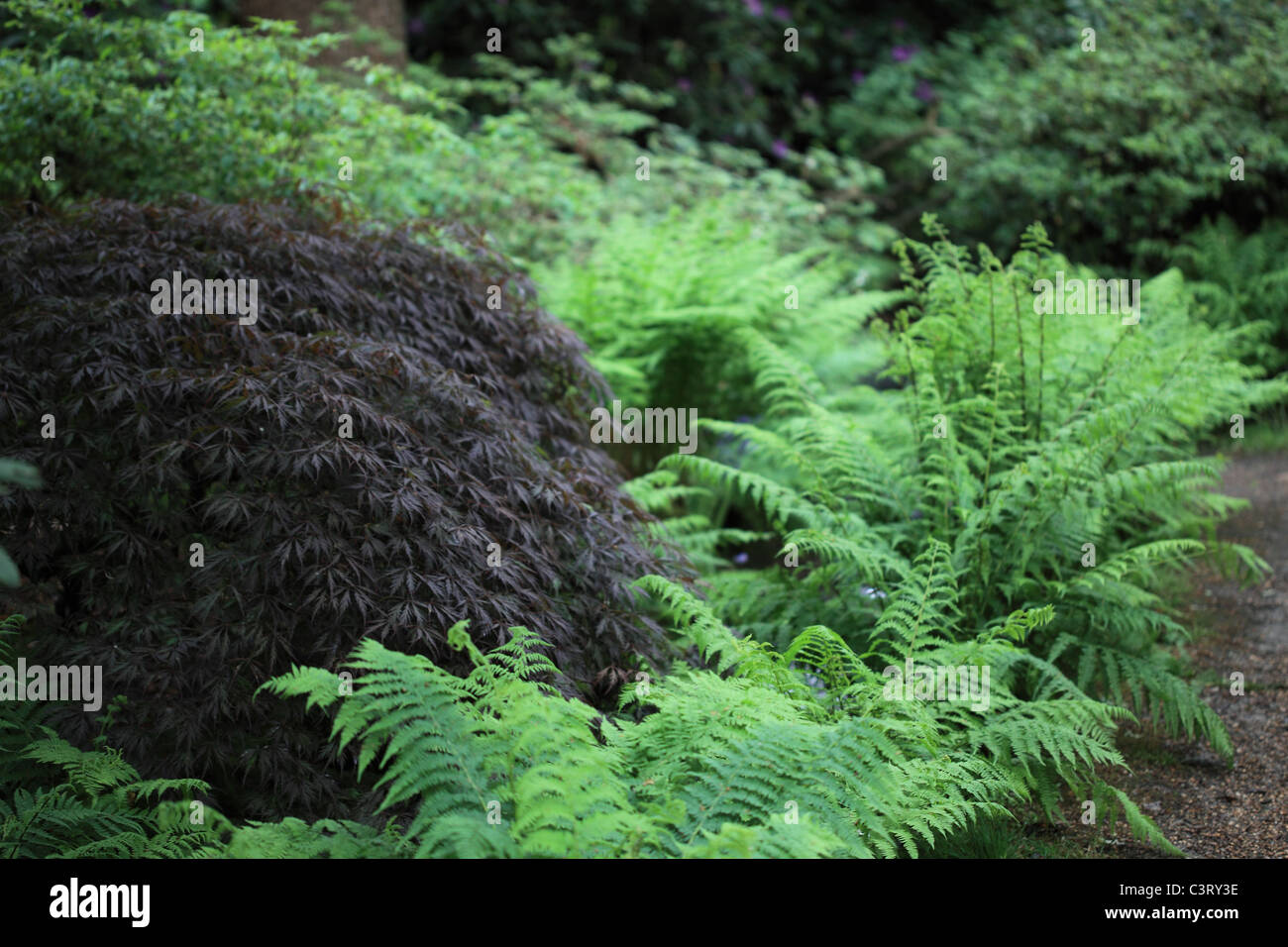 Ferns at the Isabella Plantation in London's Richmond Park Stock Photo ...