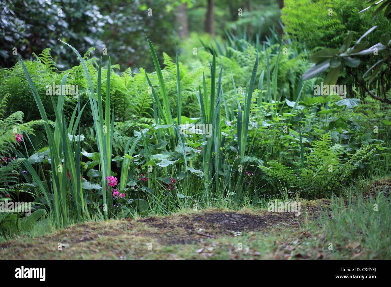 Spring at the Isabella Plantation in London's Richmond Park Stock Photo ...