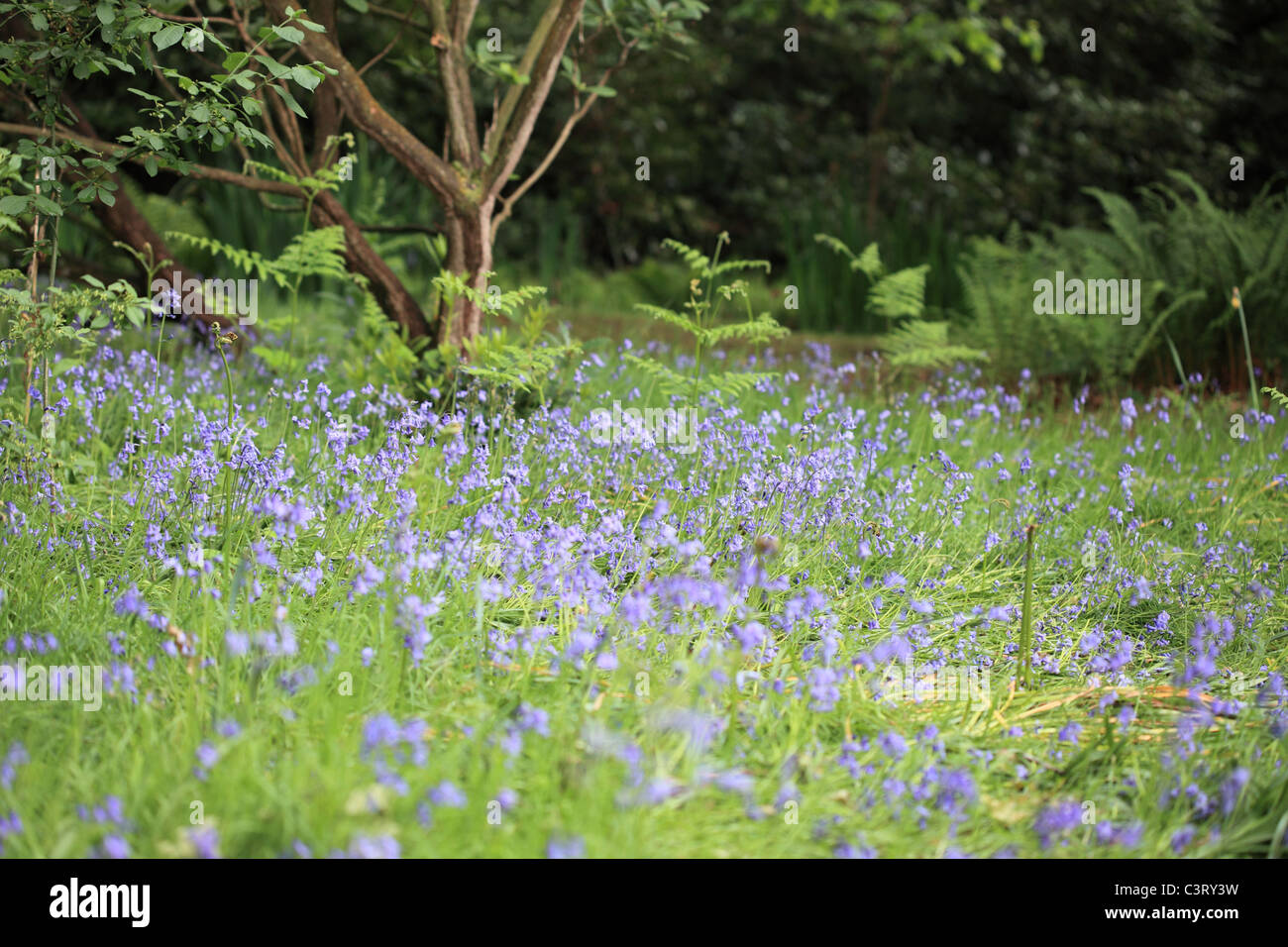 Bluebells in Spring at the Isabella Plantation in London's Richmond ...