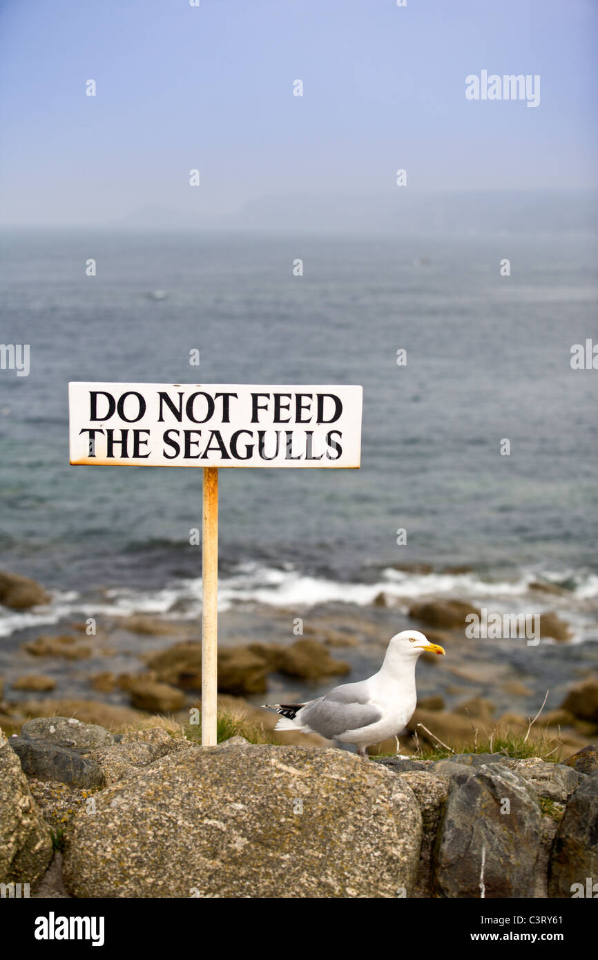 Do Not Feed the Seagulls sign & Seagull, Sennen Cove, Cornwall, UK ...