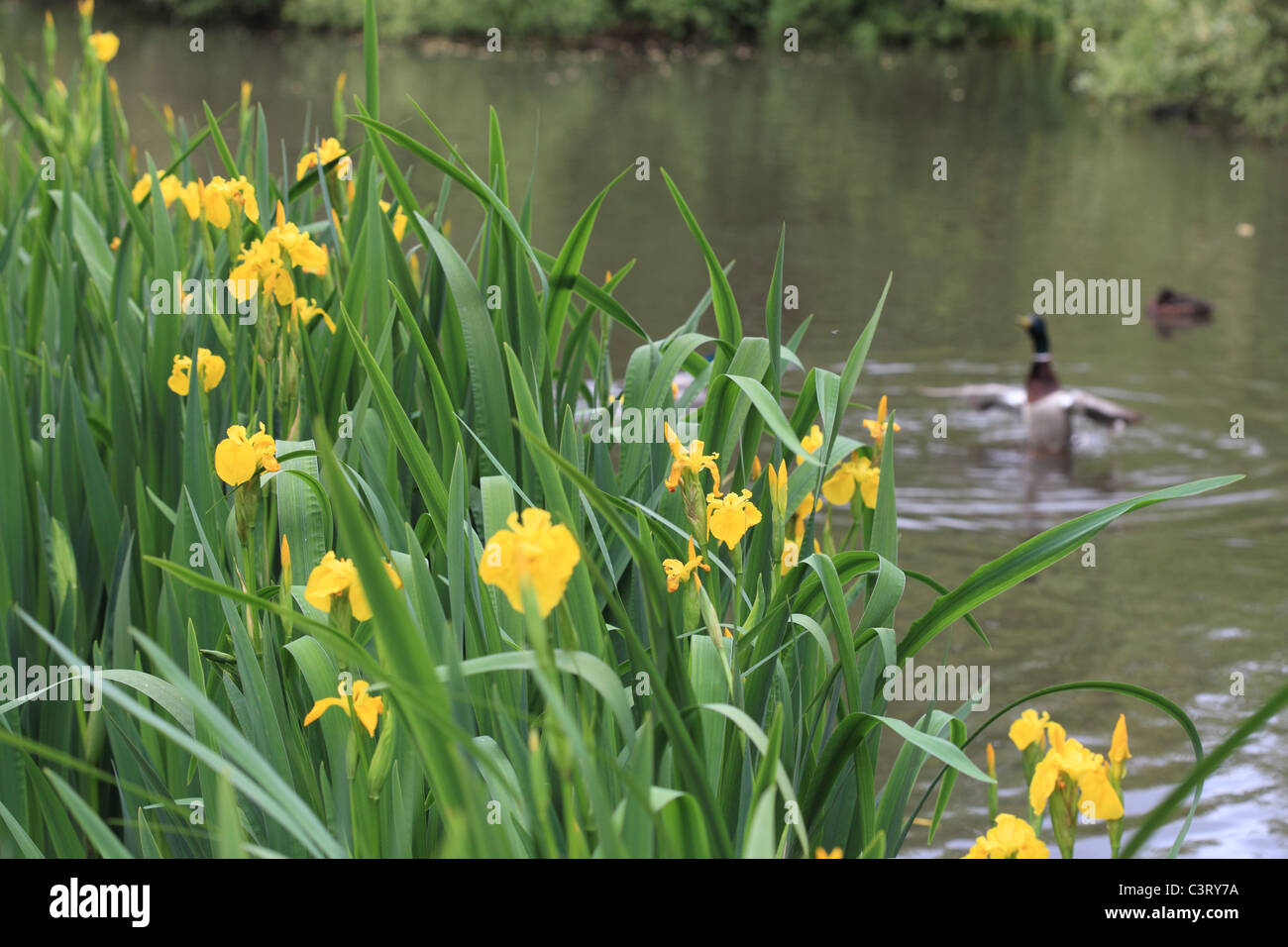 Spring at the Isabella Plantation in London's Richmond Park Stock Photo ...