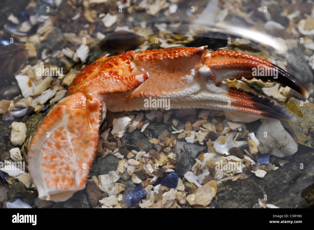 Claw pincer hi-res stock photography and images - Alamy