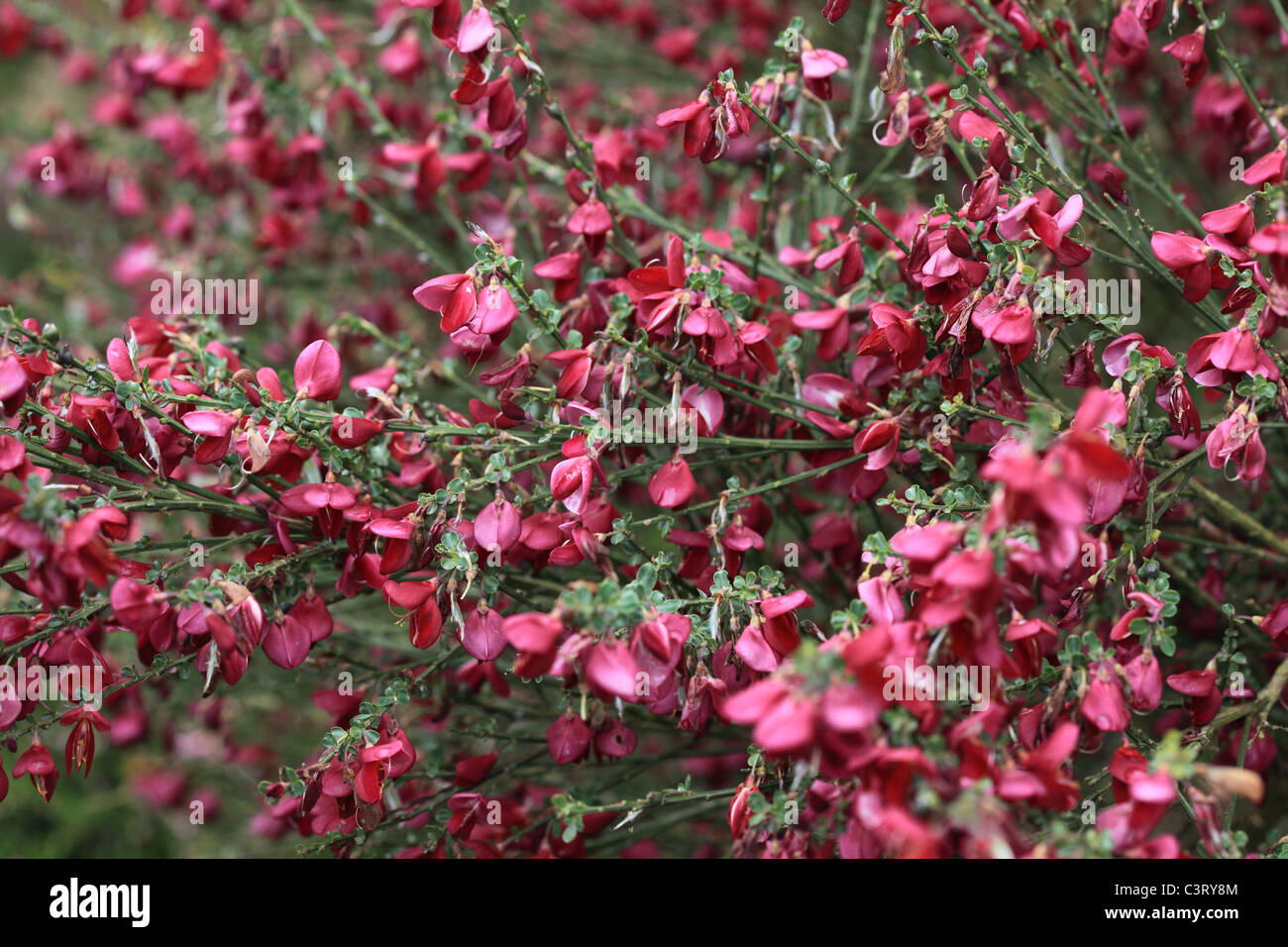 Spring at the Isabella Plantation in London's Richmond Park Stock Photo ...