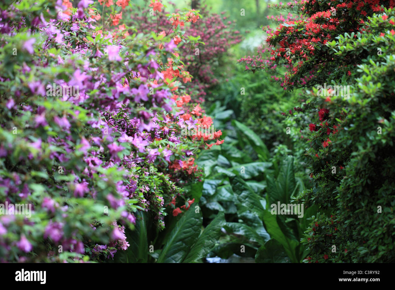 Spring at the Isabella Plantation in London's Richmond Park Stock Photo ...