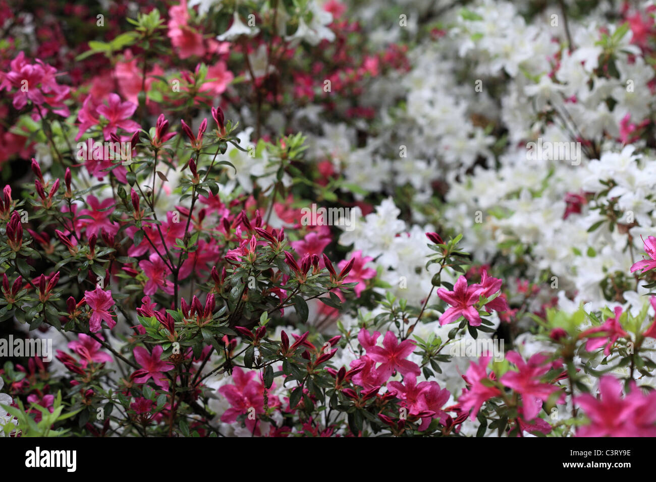 Flower leaves white azaleas hi-res stock photography and images - Alamy