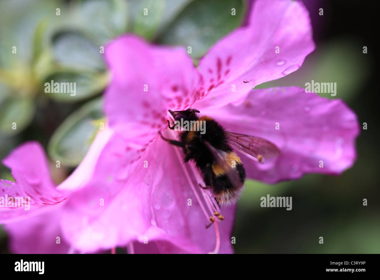 Bee at the Isabella Plantation in London's Richmond Park Stock Photo ...