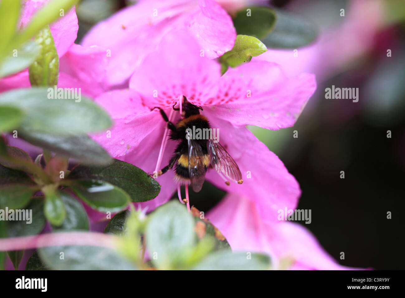 Bee at the Isabella Plantation in London's Richmond Park Stock Photo ...