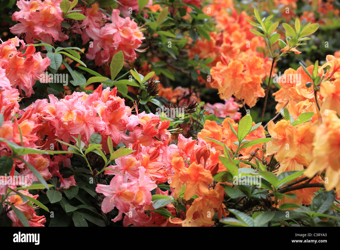 Spring at the Isabella Plantation in London's Richmond Park Stock Photo ...
