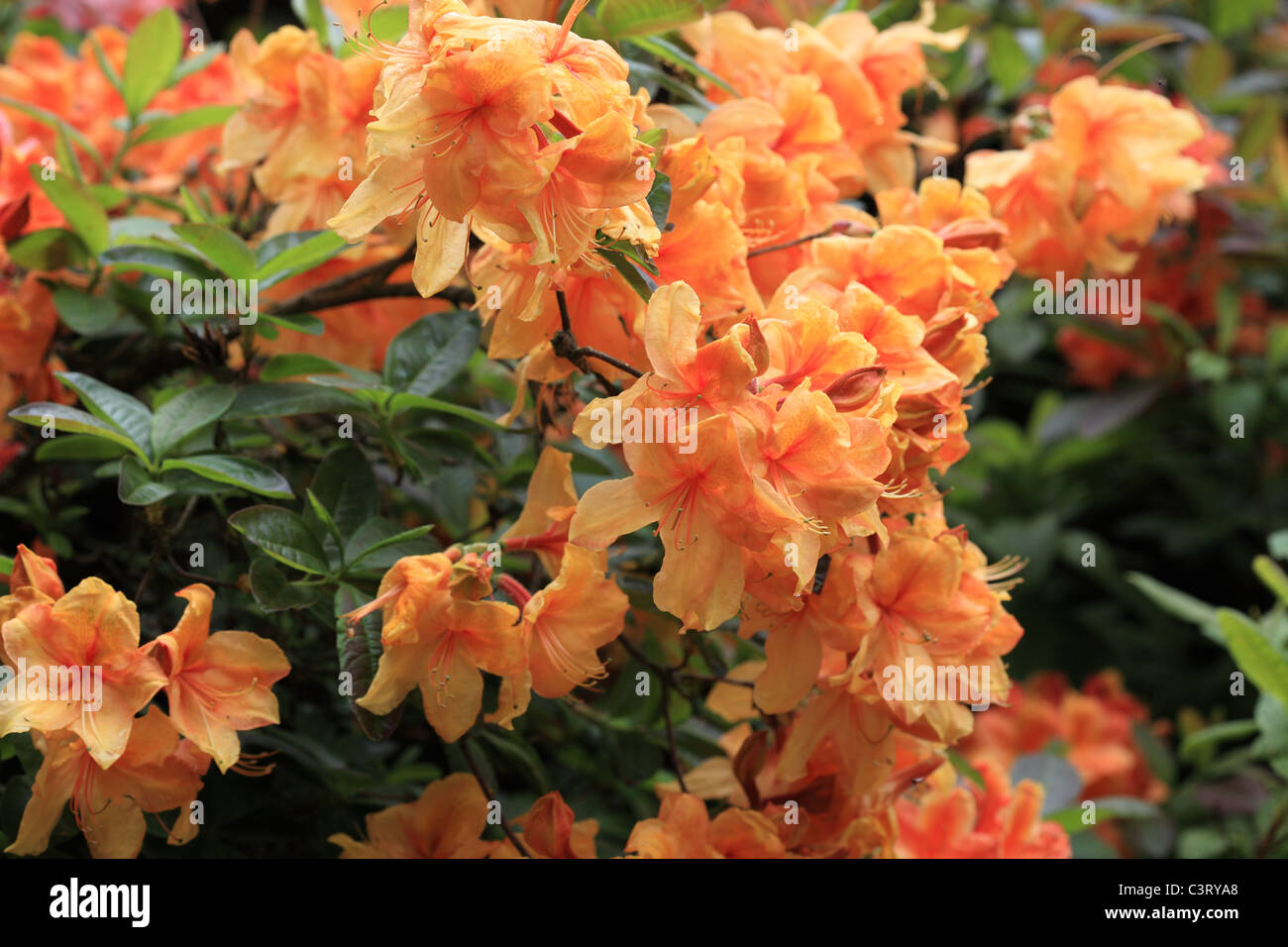 Spring at the Isabella Plantation in London's Richmond Park Stock Photo ...