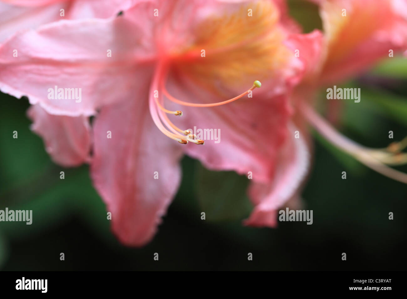Spring at the Isabella Plantation in London's Richmond Park Stock Photo ...
