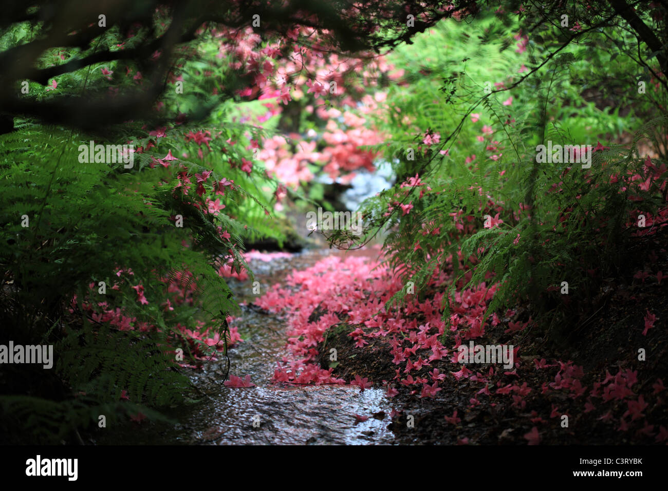 Spring at the Isabella Plantation in London's Richmond Park Stock Photo ...