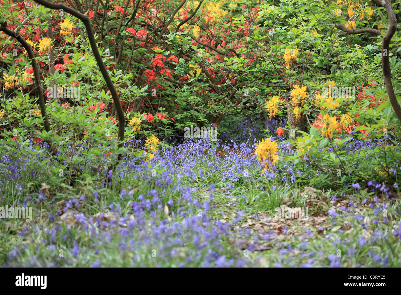 Spring at the Isabella Plantation in London Richmond Park Stock Photo ...