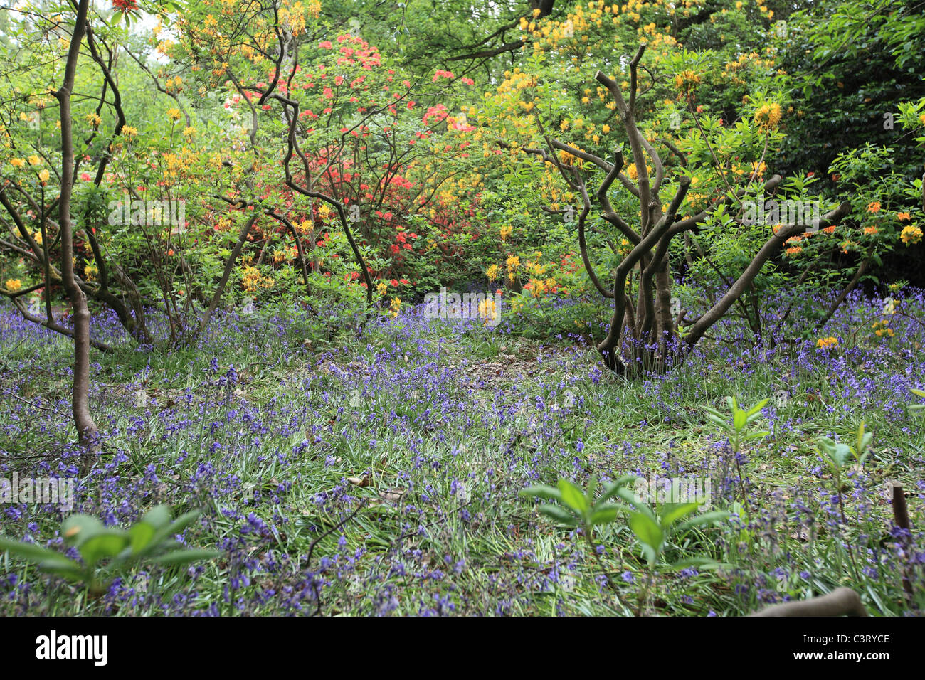Spring at the Isabella Plantation in London Richmond Park Stock Photo ...
