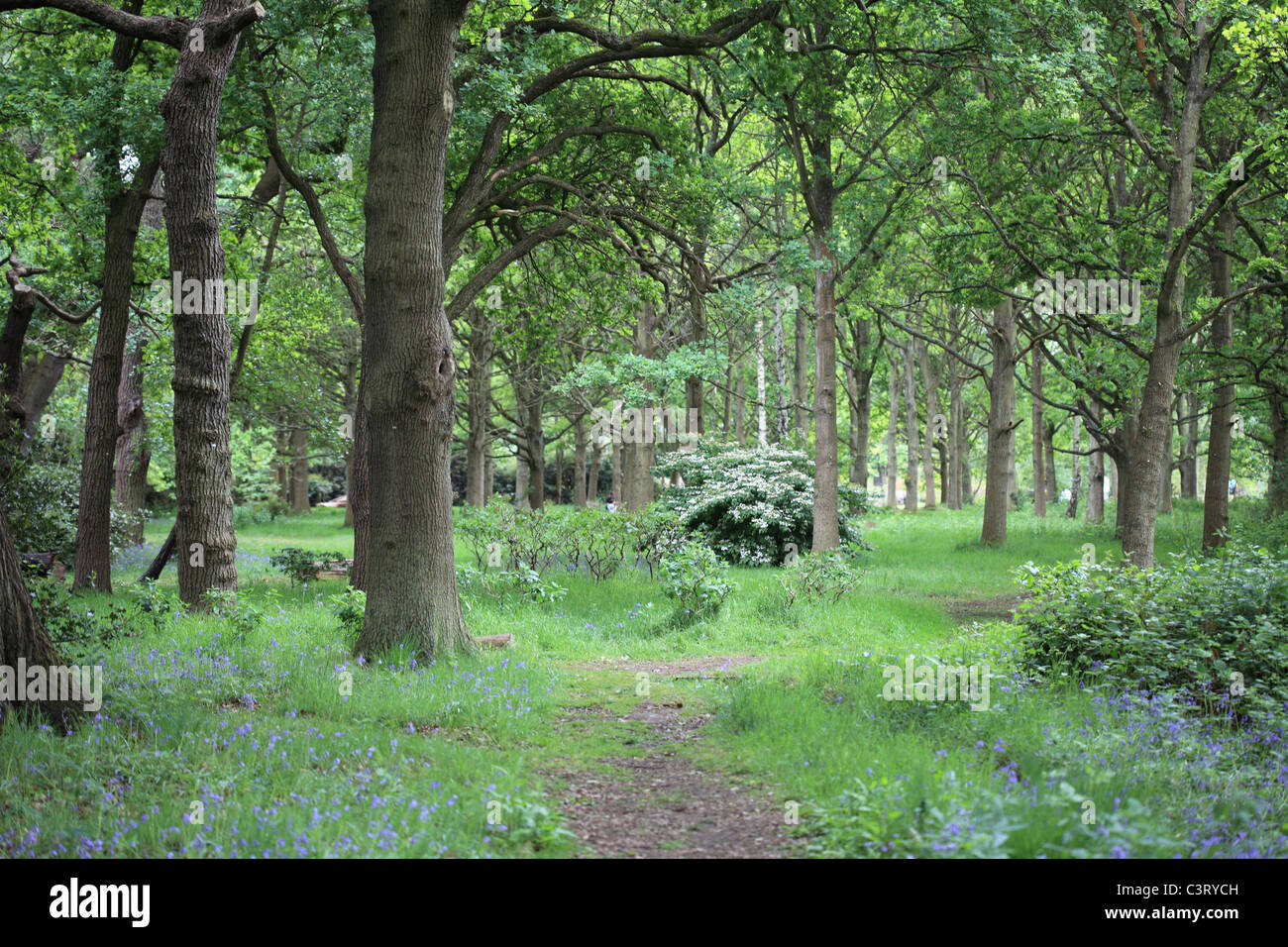 Bluebells in Spring at the Isabella Plantation in London's Richmond ...