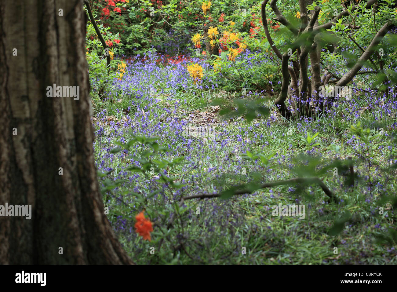 Spring at the Isabella Plantation in London Richmond Park Stock Photo ...
