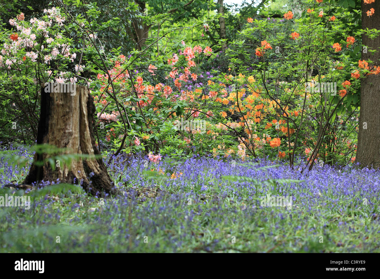 Spring at the Isabella Plantation in London Richmond Park Stock Photo ...