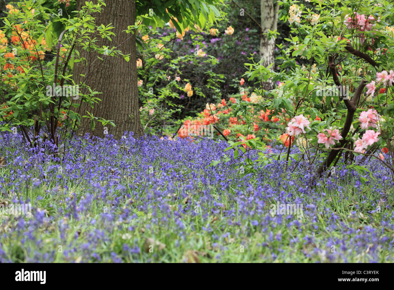Spring at the Isabella Plantation in London Richmond Park Stock Photo ...