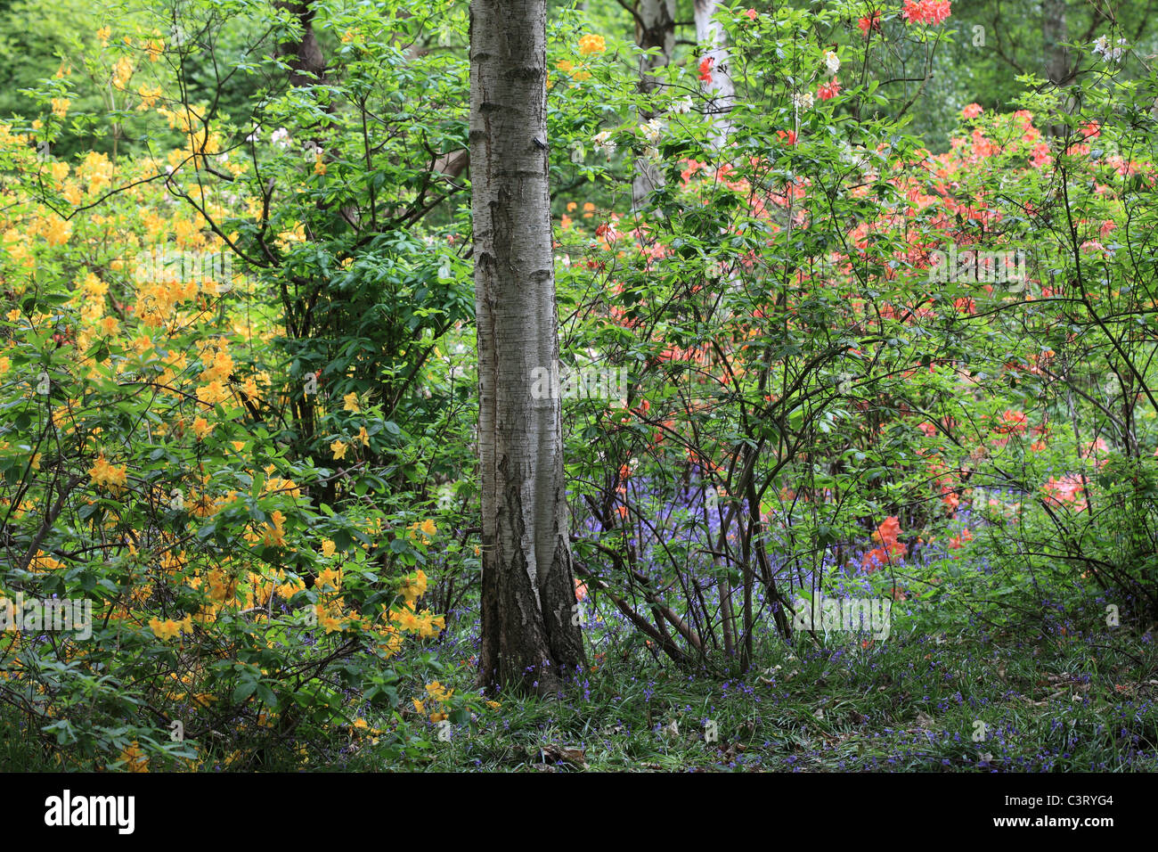 Spring at the Isabella Plantation in London's Richmond Park Stock Photo ...