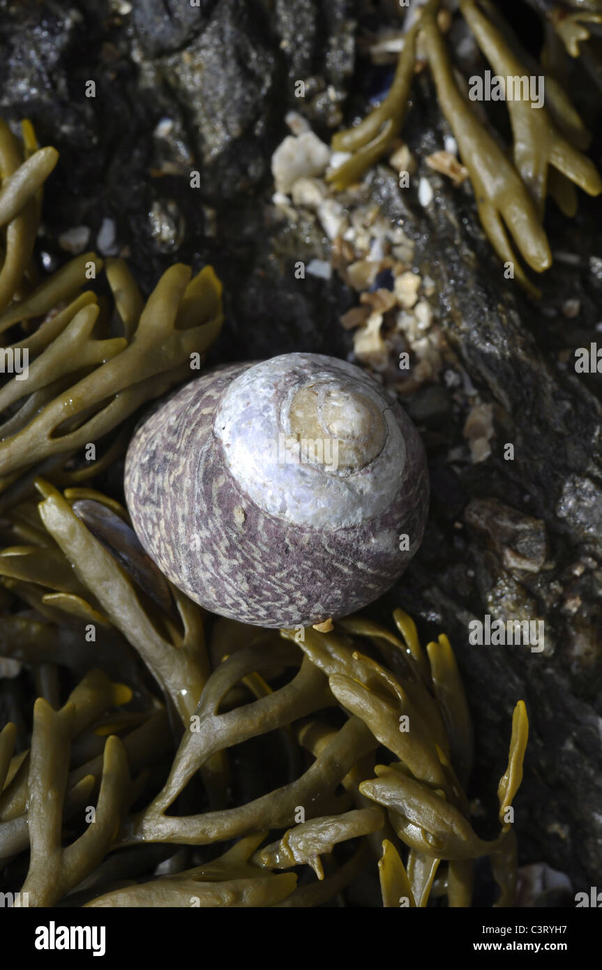Topshell hi-res stock photography and images - Alamy