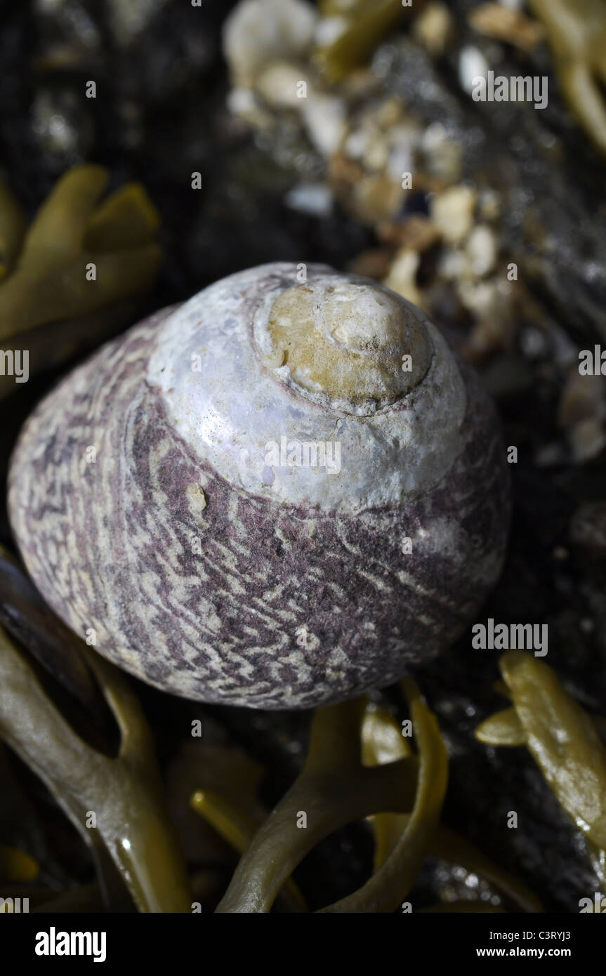 Topshell hi-res stock photography and images - Alamy