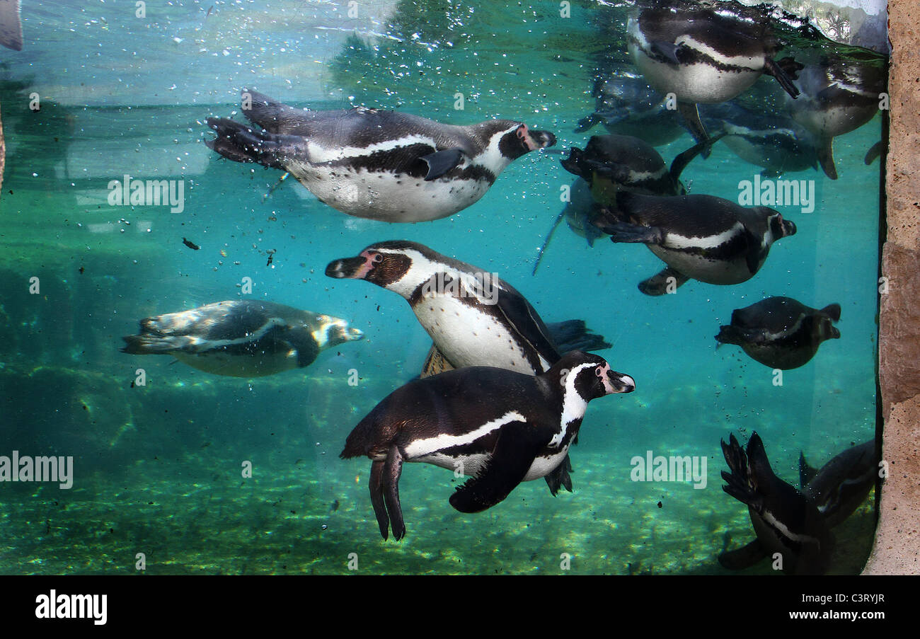 Glass cage tank hi-res stock photography and images - Alamy