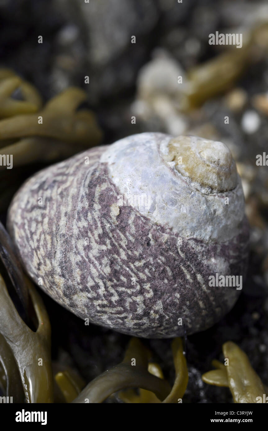 Thick topshell hi-res stock photography and images - Alamy