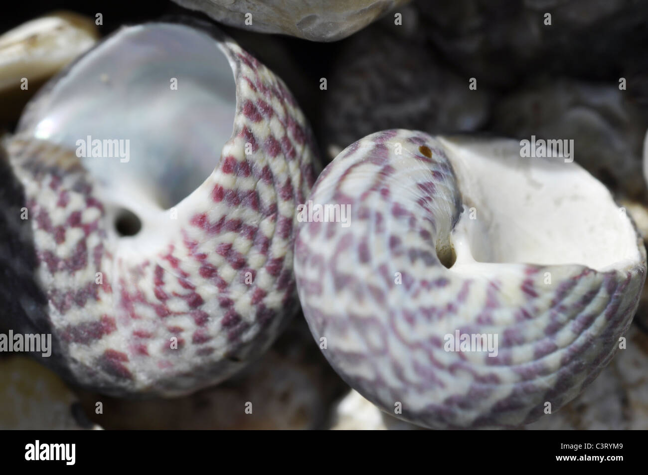 Toothed Winkle or Thick Topshell Stock Photo - Alamy