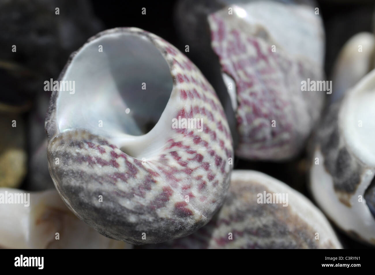 Toothed Winkle or Thick Topshell Stock Photo - Alamy