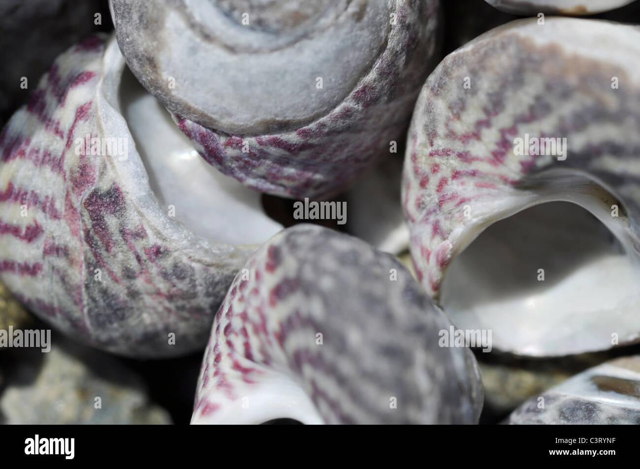 Toothed Winkle or Thick Topshell Stock Photo - Alamy