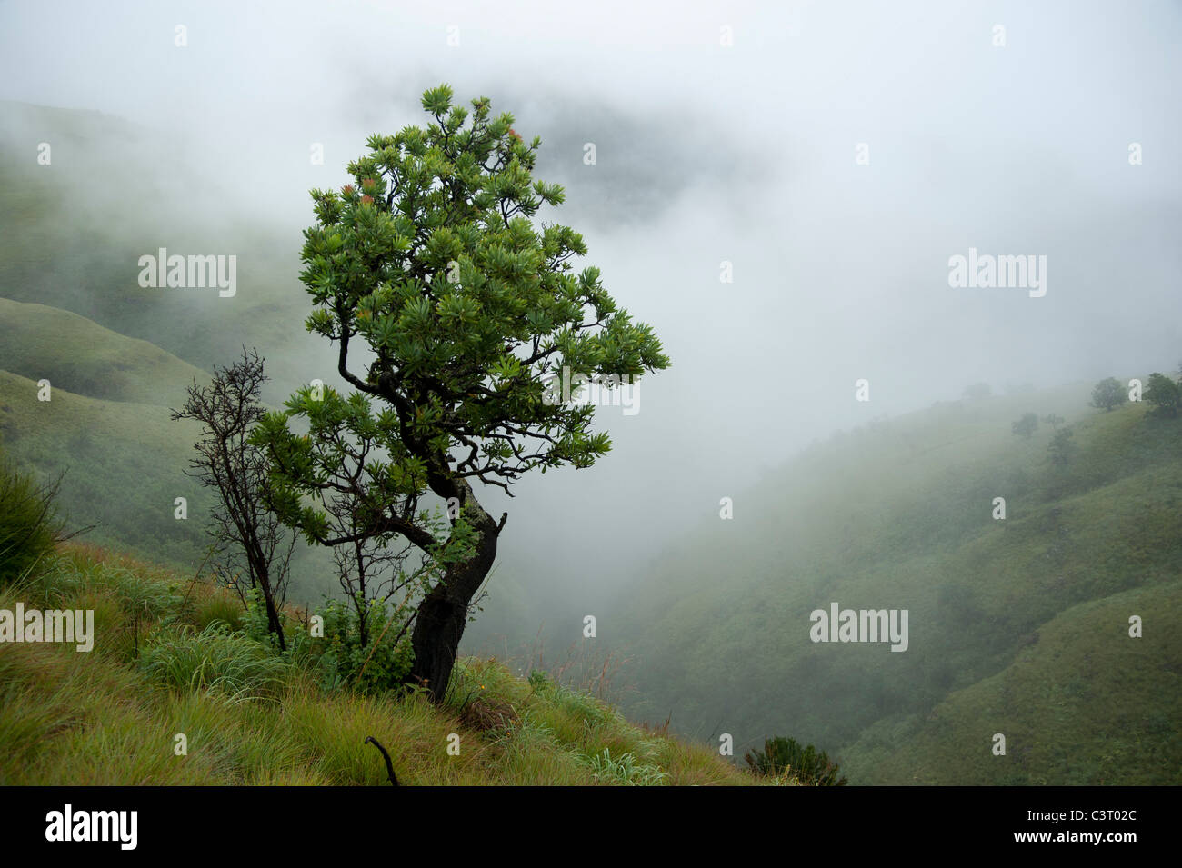 Protea tree in a misty Valley, uKhahlamba Drakensberg Park, South ...