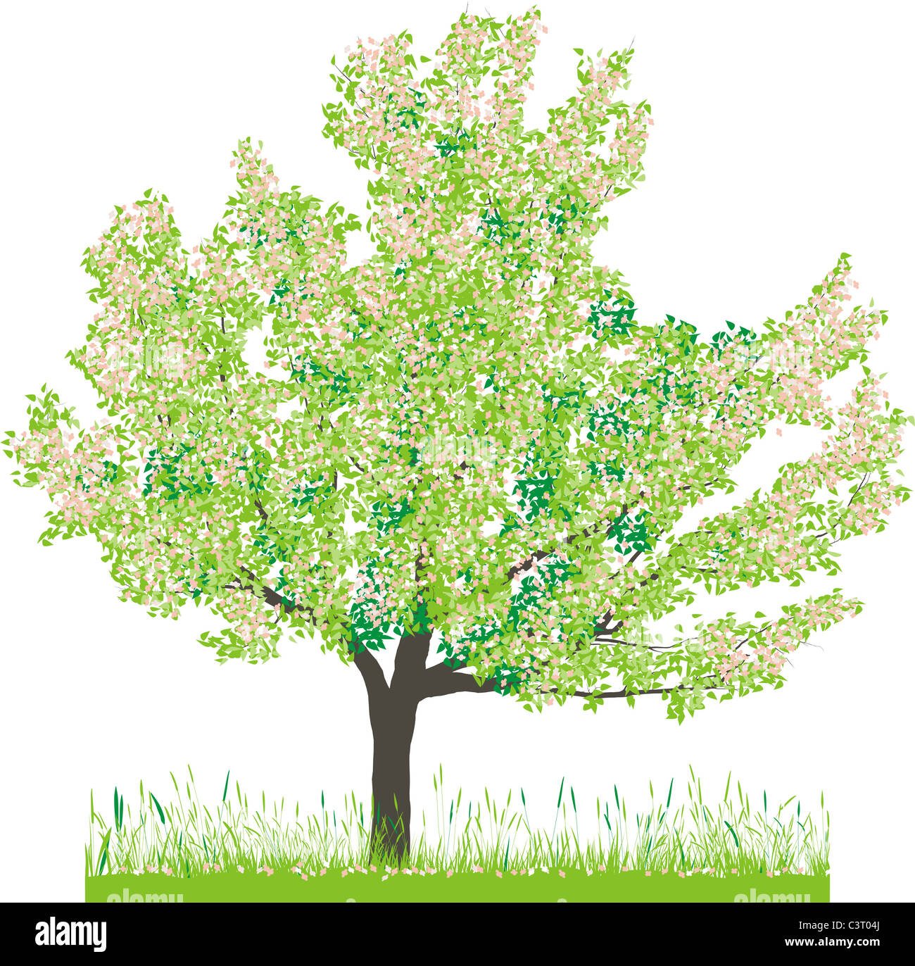 Cherry tree in spring Stock Photo - Alamy
