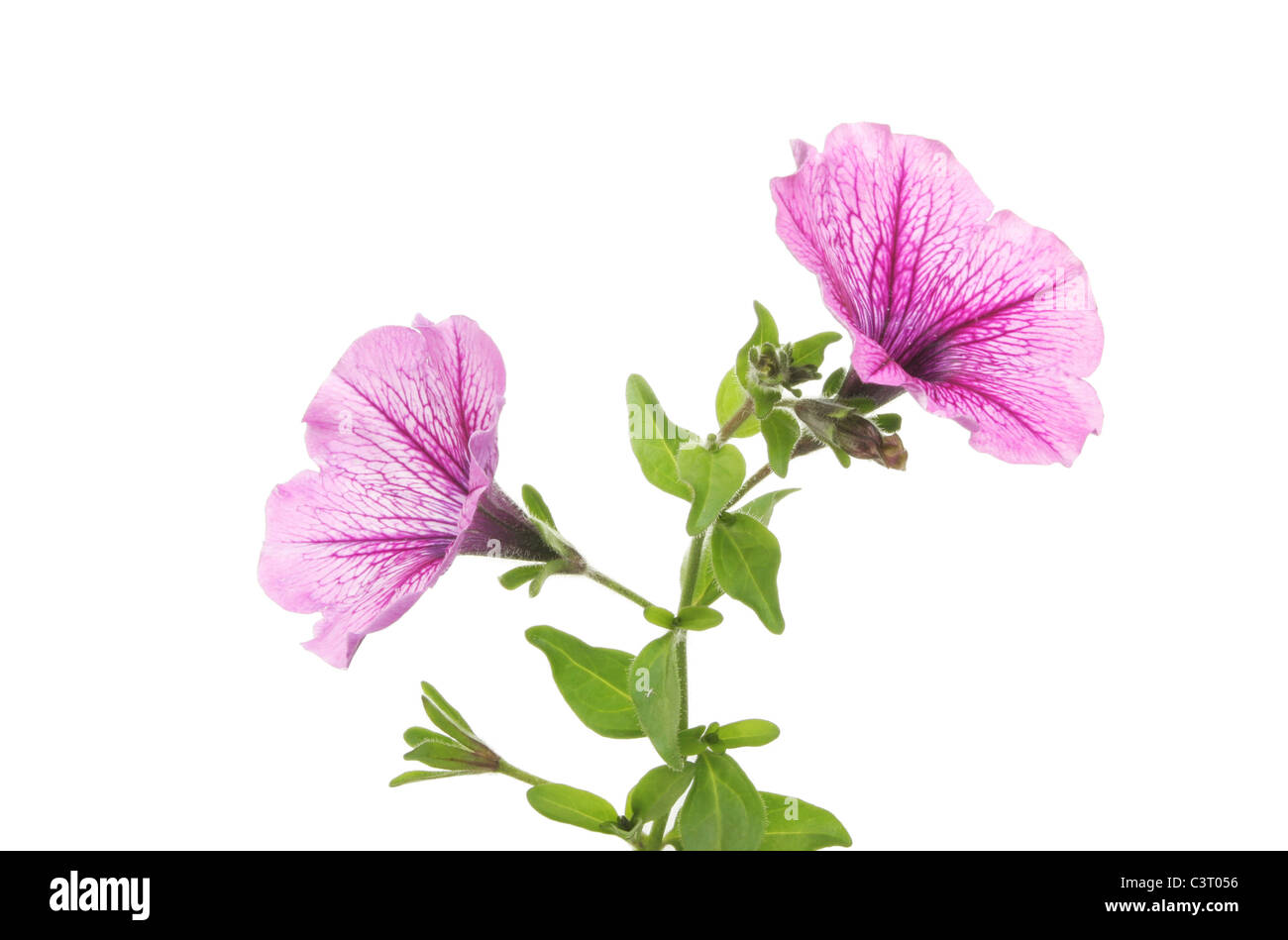 Trumpet shaped petunia flowers against white Stock Photo - Alamy