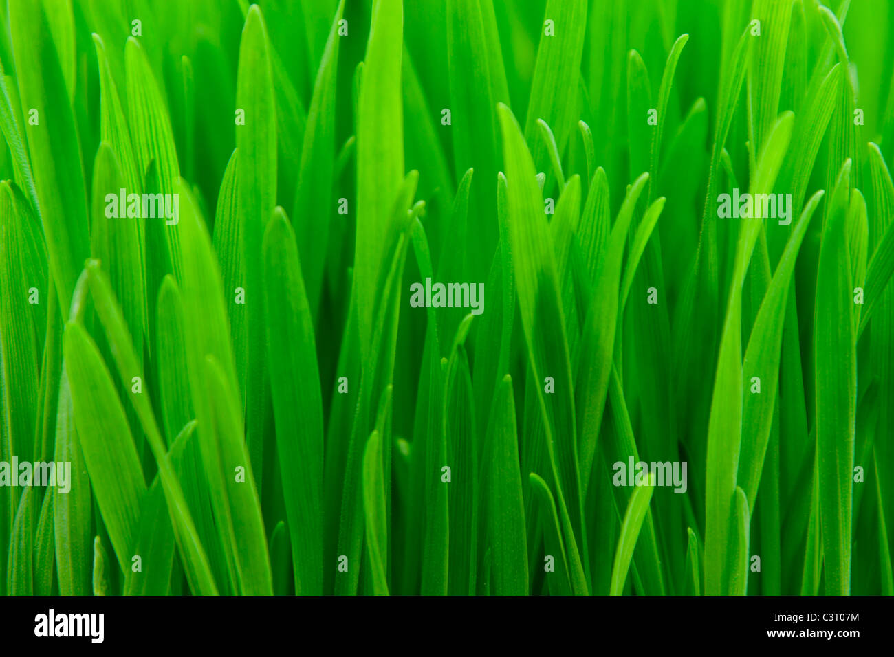 Close up young wheat growing hi-res stock photography and images - Alamy