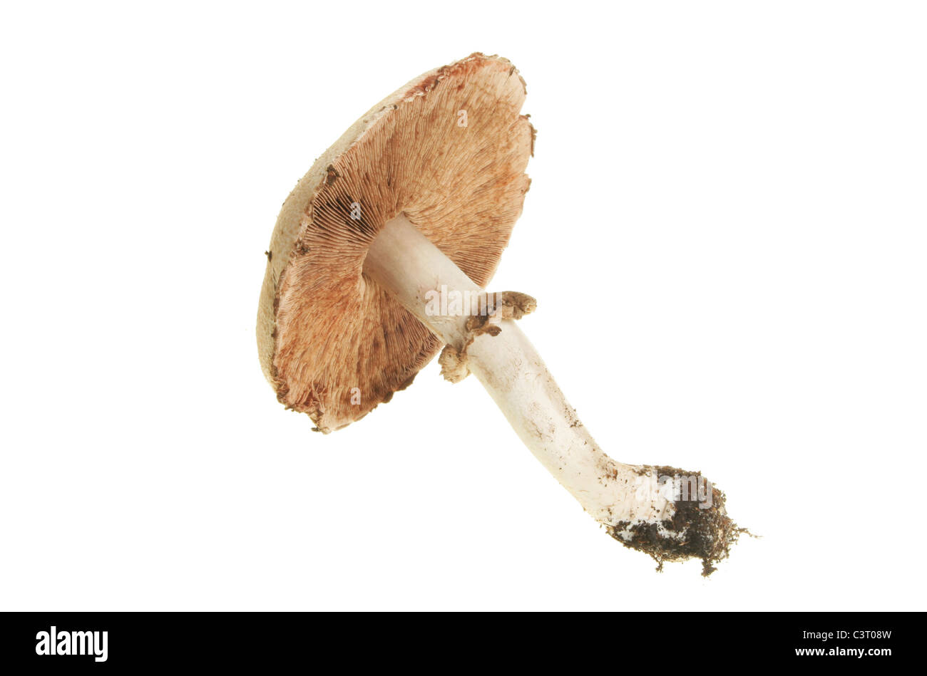 Root mushroom hi-res stock photography and images - Alamy