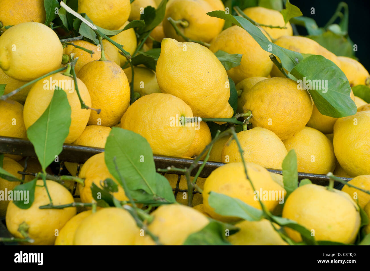 freshly picked organic lemons on market food stall, turin, italy Stock ...