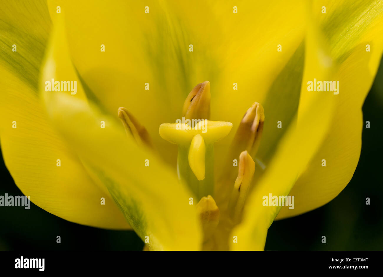 Tulip detail flowers hi-res stock photography and images - Alamy
