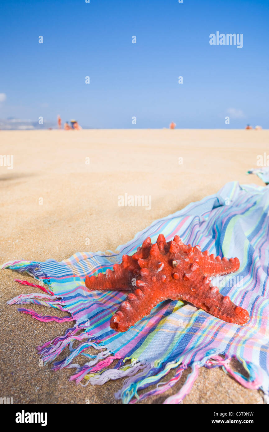Red starfish sunbathing on a sandy beach Stock Photo - Alamy