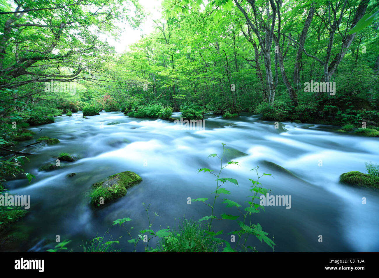 water spring in forest Stock Photo - Alamy