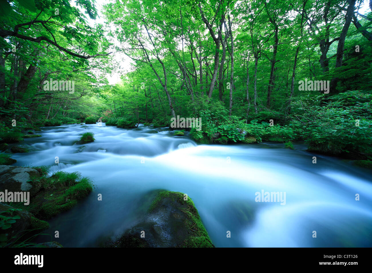 water spring in forest Stock Photo - Alamy
